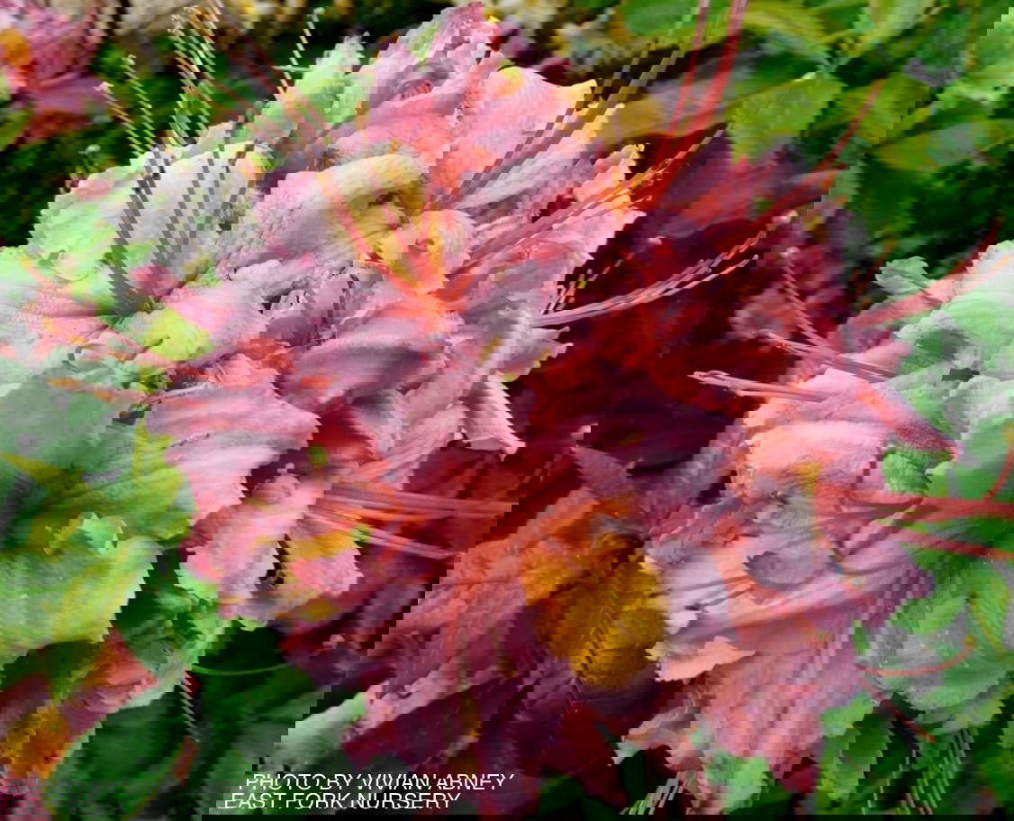 Azalea 'Samford Sorbet’ Pink Flowers Native Azalea — Mr Maple │ Buy ...