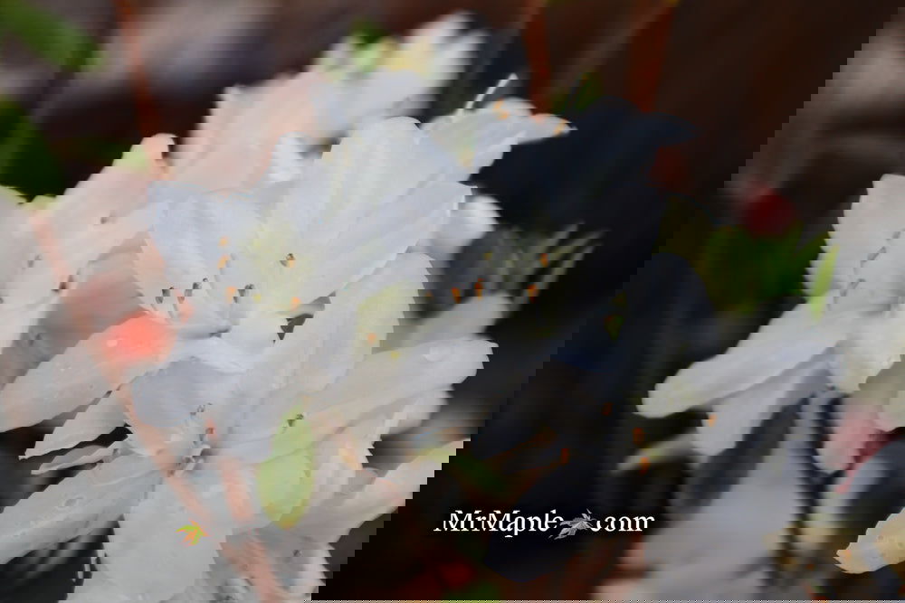 Buy Azalea 'Snow’ White Flowering Kurume Azalea — Mr Maple │ Buy ...