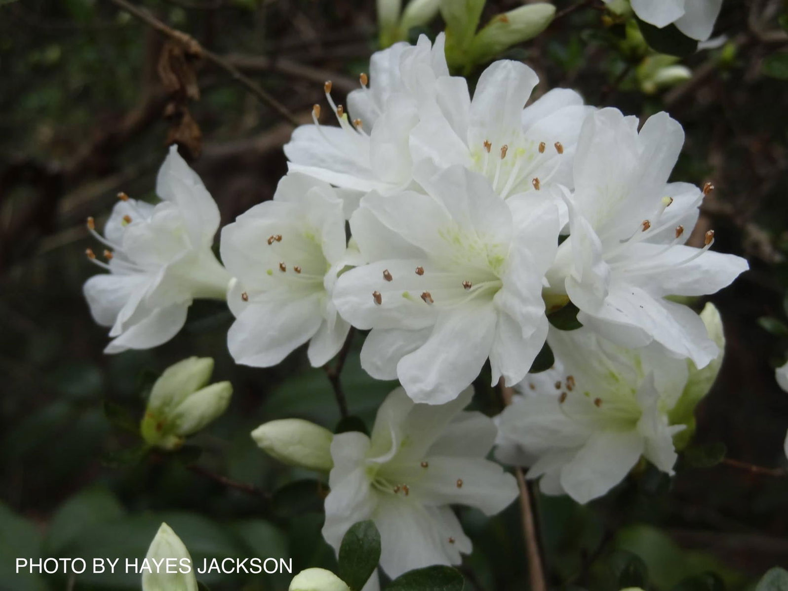 Buy Azalea 'Snow’ White Flowering Kurume Azalea — Mr Maple │ Buy ...