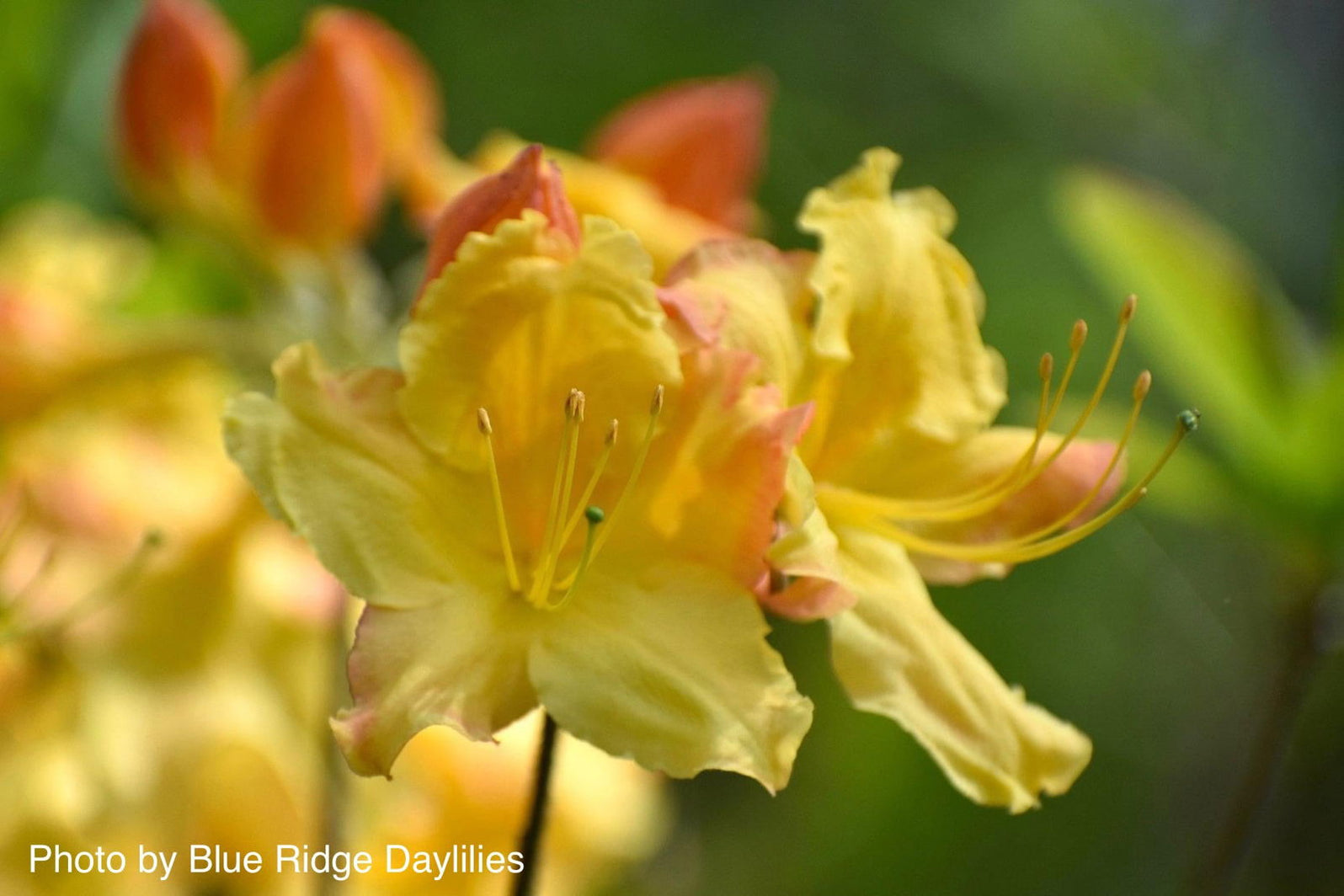 Buy Rhododendron 'Solar Flare'™ Native Flame Azalea — Mr Maple │ Buy ...