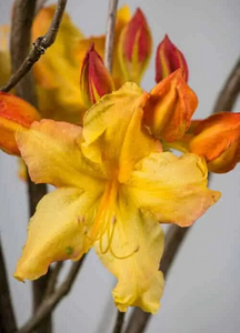 Buy Rhododendron 'Solar Flare'™ Native Flame Azalea — Mr Maple │ Buy ...
