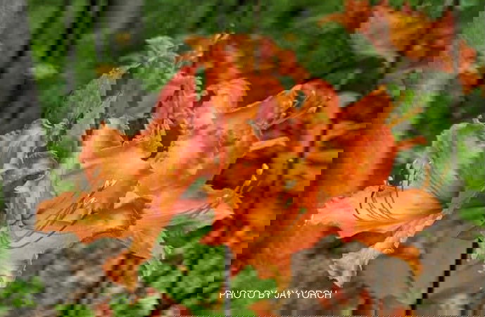 Buy Rhododendron 'Solar Glow'™ Native Flame Azalea — Mr Maple │ Buy ...