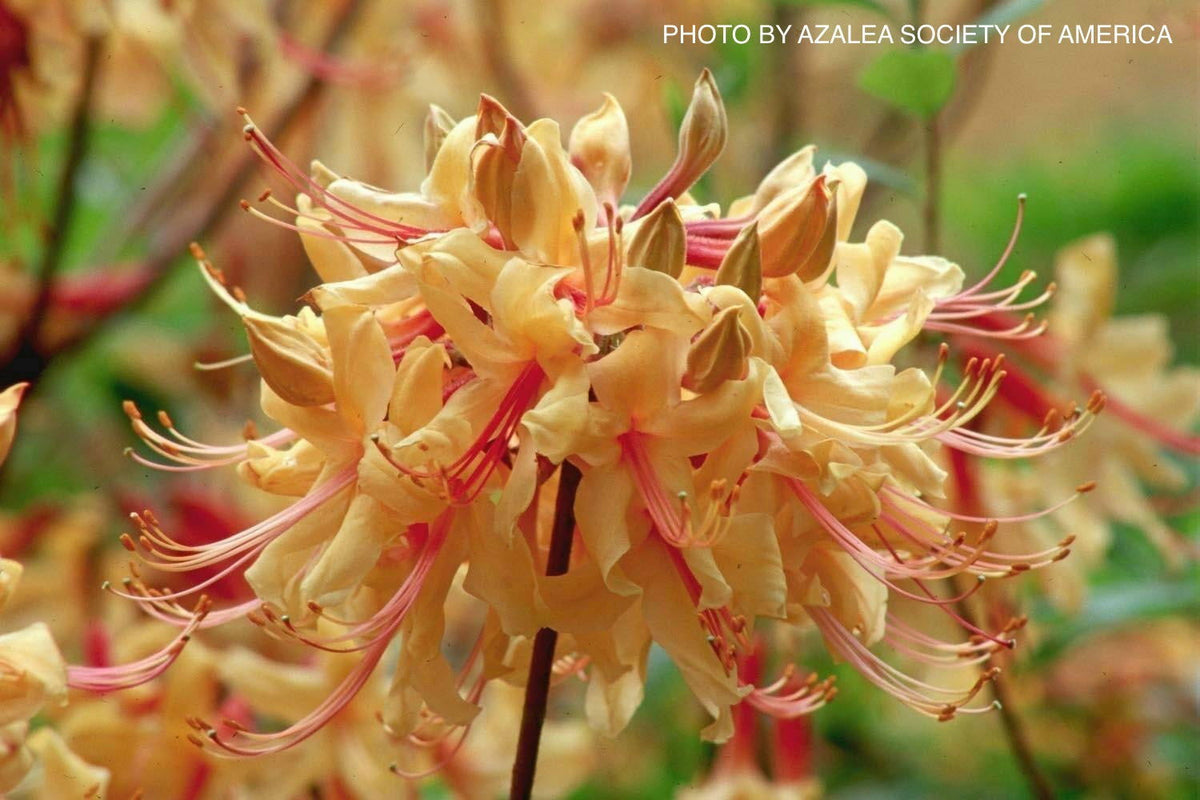 Buy Azalea 'Sommerville Sunrise’ Yellow Native Azalea — Mr Maple │ Buy ...