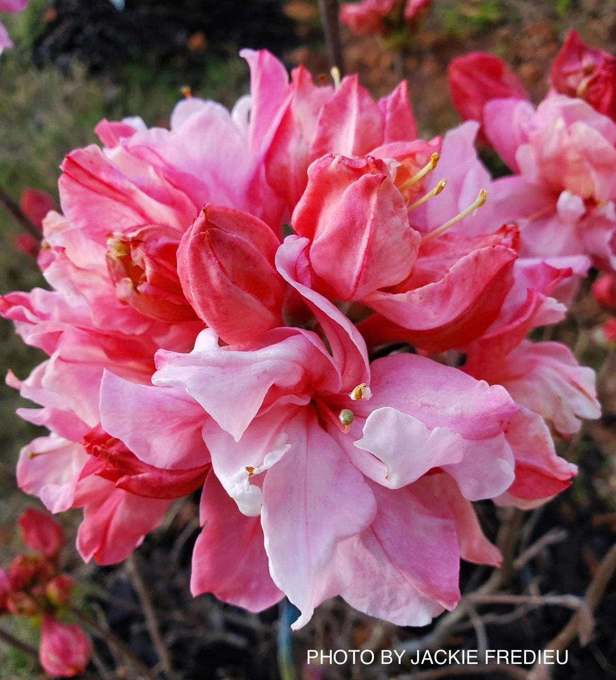 Buy Azalea 'Sunset Pink’ Pink Flowers Deciduous Azalea — Mr Maple │ Buy ...