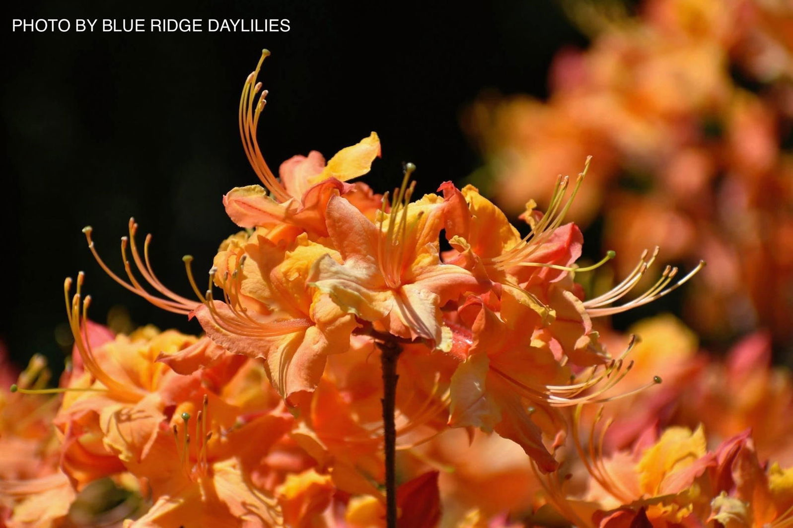 Buy Azalea 'Tallulah Sunrise’ Orange Aromi Hybrid Native Azalea — Mr ...