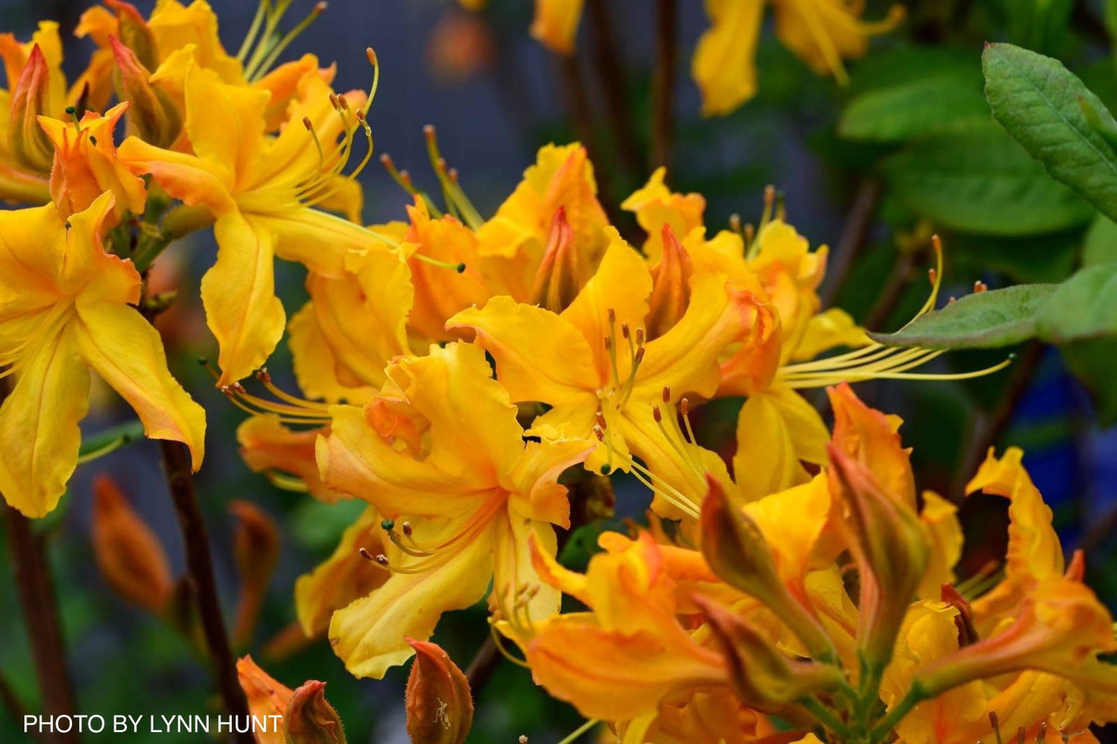 Buy Azalea 'Tallulah Sunrise’ Orange Aromi Hybrid Native Azalea — Mr ...