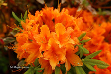 Buy Azalea 'Tangerine Delight’ Orange Flowers Deciduous Azalea — Mr ...