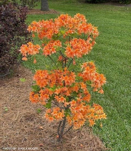 Buy Azalea 'Tangerine Delight’ Orange Flowers Deciduous Azalea — Mr ...