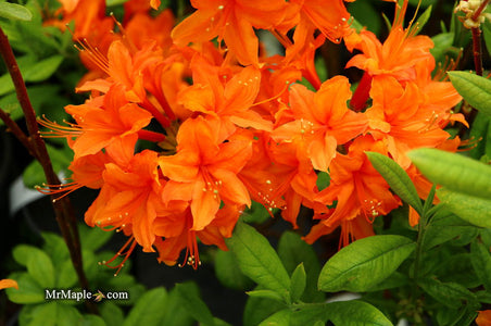 Buy Azalea 'Tangerine Delight’ Orange Flowers Deciduous Azalea — Mr ...