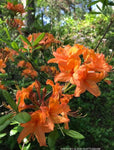 Buy Azalea 'Tangerine Delight’ Orange Flowers Deciduous Azalea — Mr ...