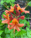 Buy Azalea 'Tangerine Delight’ Orange Flowers Deciduous Azalea — Mr ...