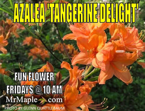 Buy Azalea 'Tangerine Delight’ Orange Flowers Deciduous Azalea — Mr ...