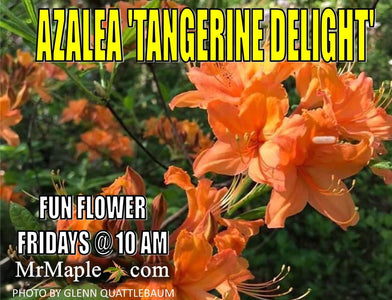 Buy Azalea 'Tangerine Delight’ Orange Flowers Deciduous Azalea — Mr ...
