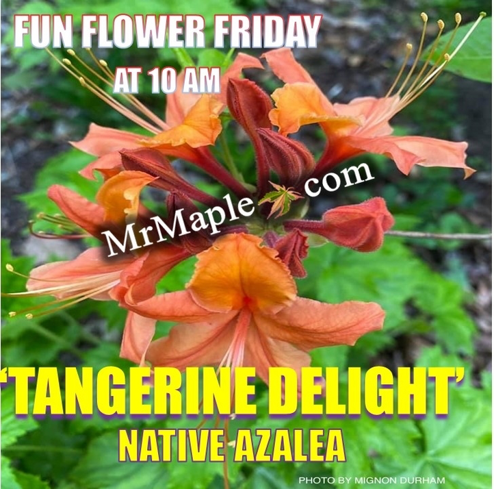 Buy Azalea 'Tangerine Delight’ Orange Flowers Deciduous Azalea — Mr ...