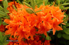 Buy Azalea 'Tangerine Delight’ Orange Flowers Deciduous Azalea — Mr ...