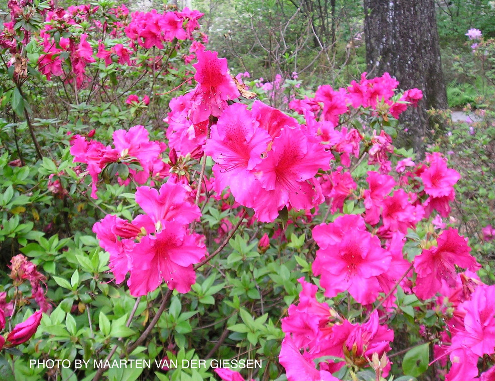 Buy Azalea 'Temple Alexandra’ Purple Red Flowering Aromi Azalea — Mr ...