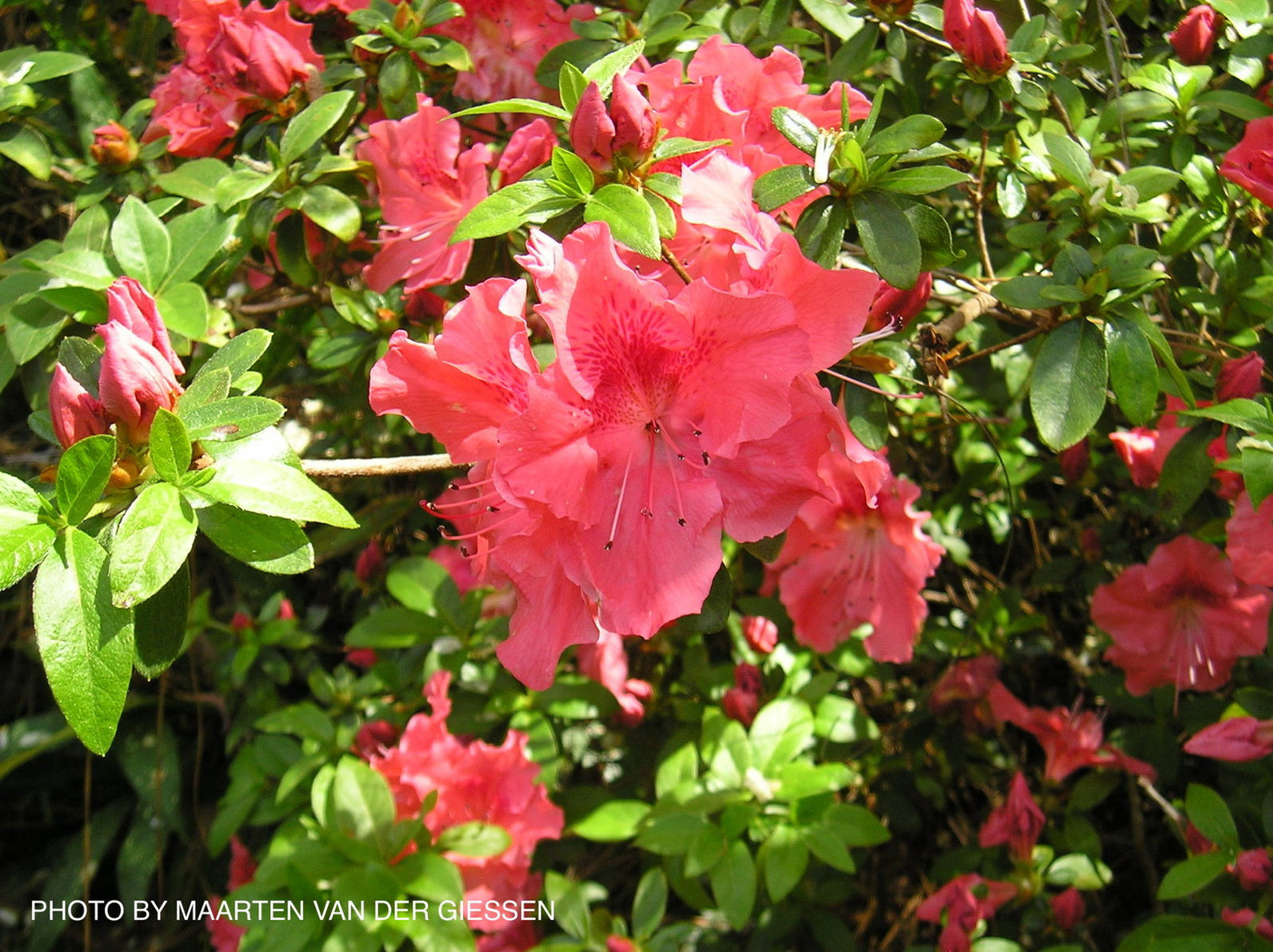 Buy Azalea 'Temple Alexandra’ Purple Red Flowering Aromi Azalea — Mr ...