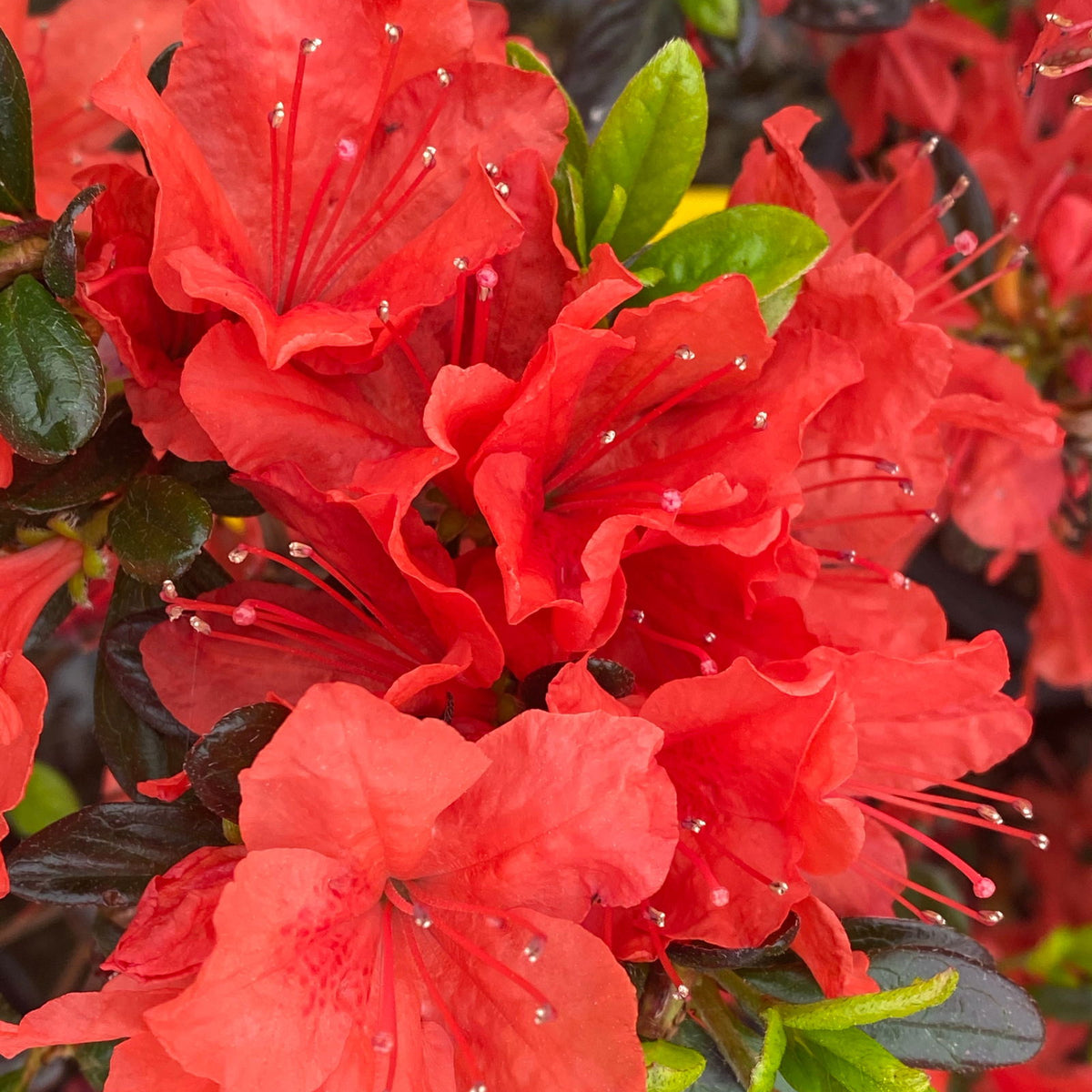 Buy Azalea 'Trouper’ Red Flowering Azalea — Mr Maple │ Buy Japanese ...