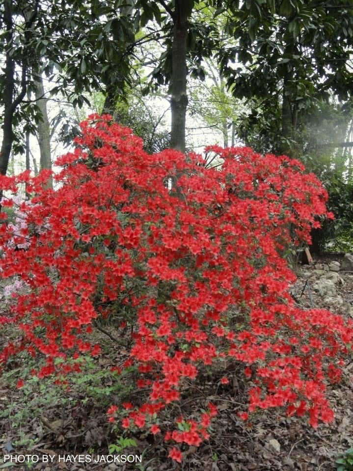 Buy Azalea 'Trouper’ Red Flowering Azalea — Mr Maple │ Buy Japanese ...