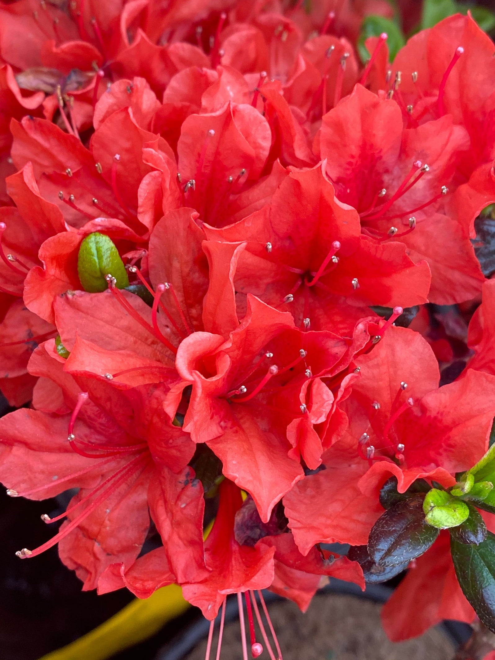 Buy Azalea 'Trouper’ Red Flowering Azalea — Mr Maple │ Buy Japanese ...