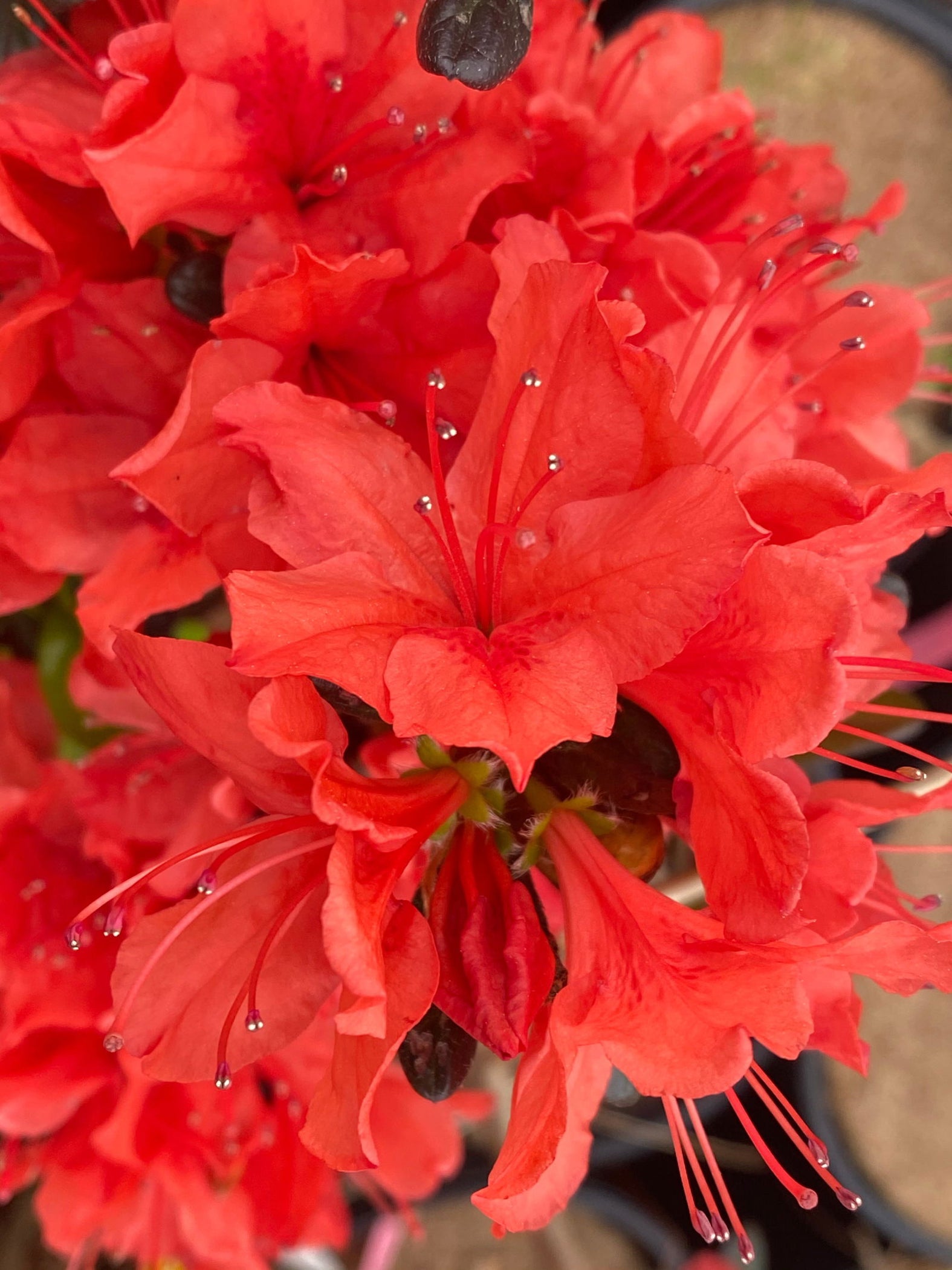Buy Azalea 'Trouper’ Red Flowering Azalea — Mr Maple │ Buy Japanese ...