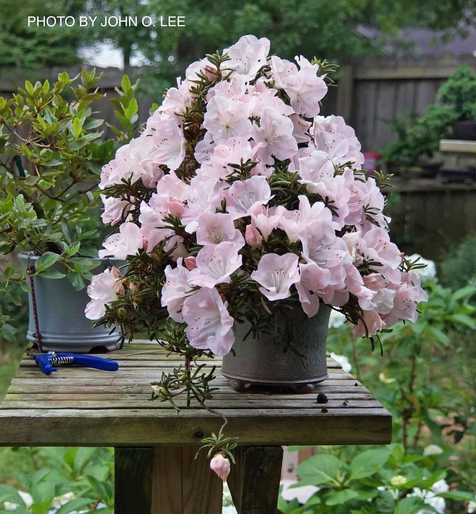 Satsuki Azaleas — Mr Maple │ Buy Japanese Maple Trees