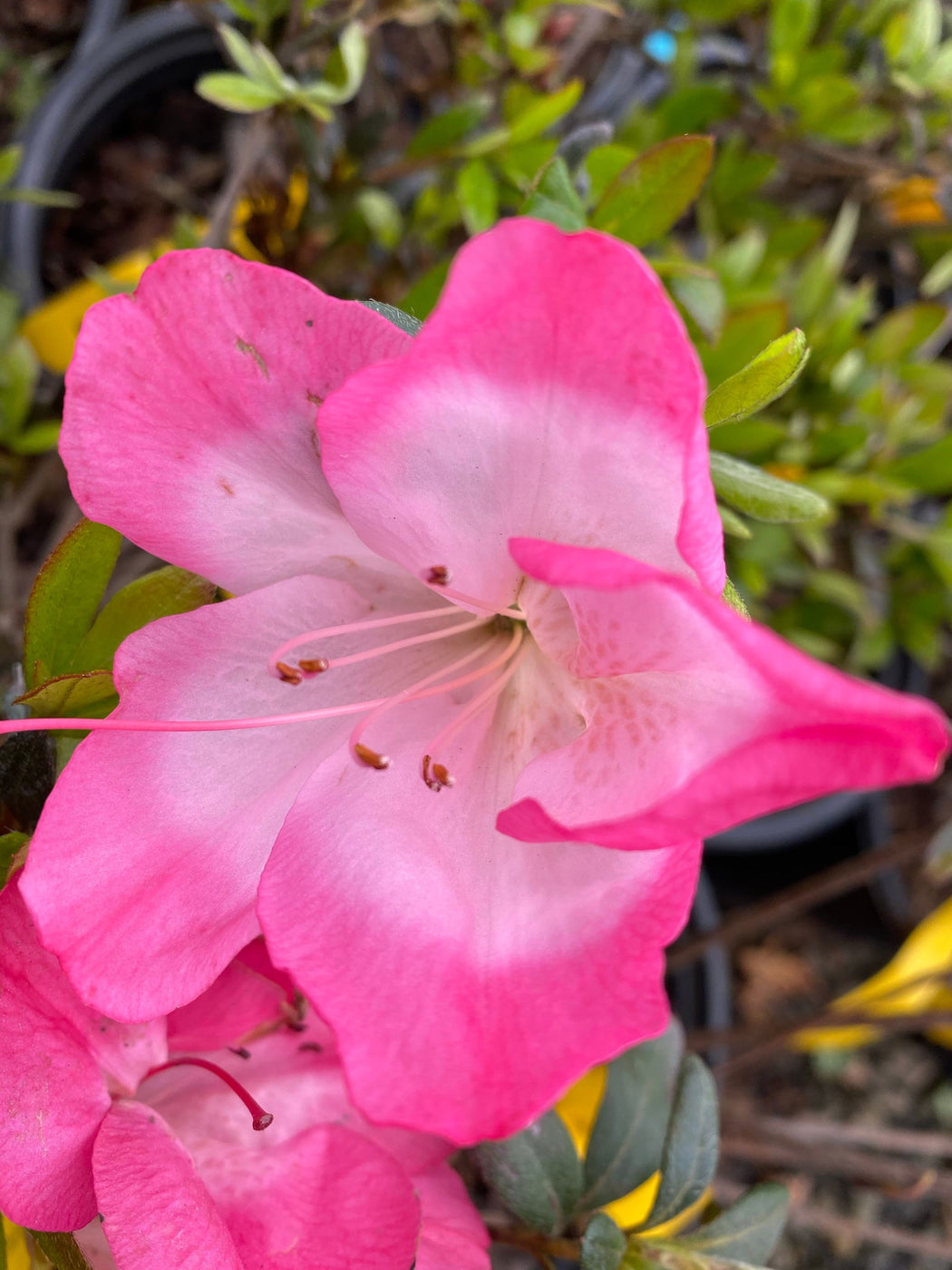 Buy Azalea 'Vibrant’ Pink Variegated Harris Azalea — Mr Maple │ Buy ...