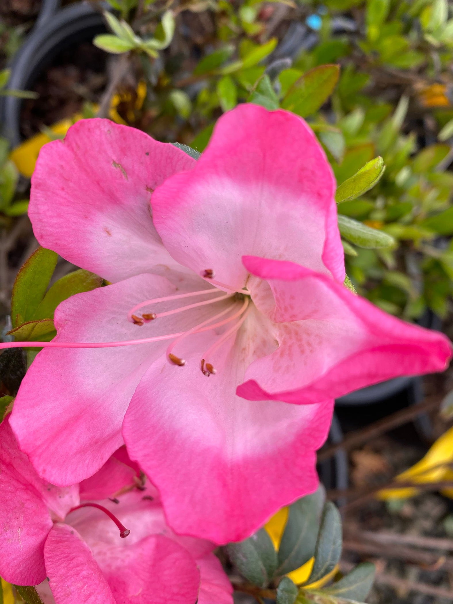 Buy Azalea 'Vibrant’ Pink Variegated Harris Azalea — Mr Maple │ Buy ...