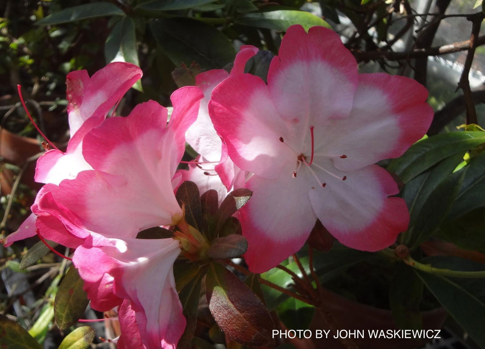 Buy Azalea 'Vibrant’ Pink Variegated Harris Azalea — Mr Maple │ Buy ...