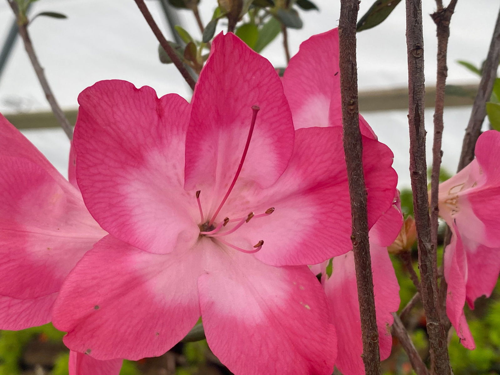 Buy Azalea 'Vibrant’ Pink Variegated Harris Azalea — Mr Maple │ Buy ...