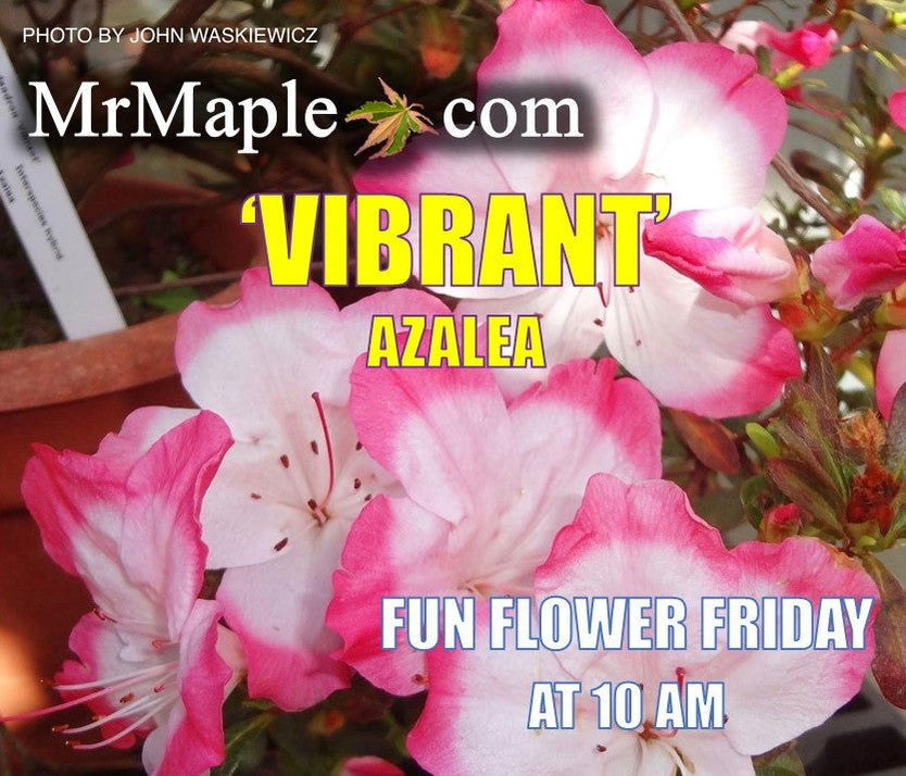 Buy Azalea 'Vibrant’ Pink Variegated Harris Azalea — Mr Maple │ Buy ...