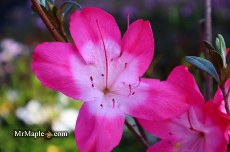 Buy Azalea 'Vibrant’ Pink Variegated Harris Azalea — Mr Maple │ Buy ...