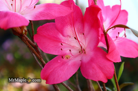 Buy Azalea 'Vibrant’ Pink Variegated Harris Azalea — Mr Maple │ Buy ...
