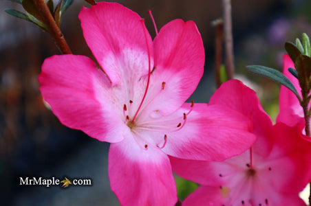 Buy Azalea 'Vibrant’ Pink Variegated Harris Azalea — Mr Maple │ Buy ...