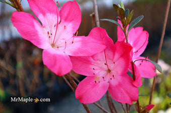 Buy Azalea 'Vibrant’ Pink Variegated Harris Azalea — Mr Maple │ Buy ...