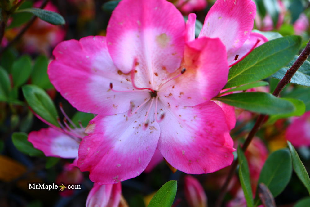 Buy Azalea 'Vibrant’ Pink Variegated Harris Azalea — Mr Maple │ Buy ...