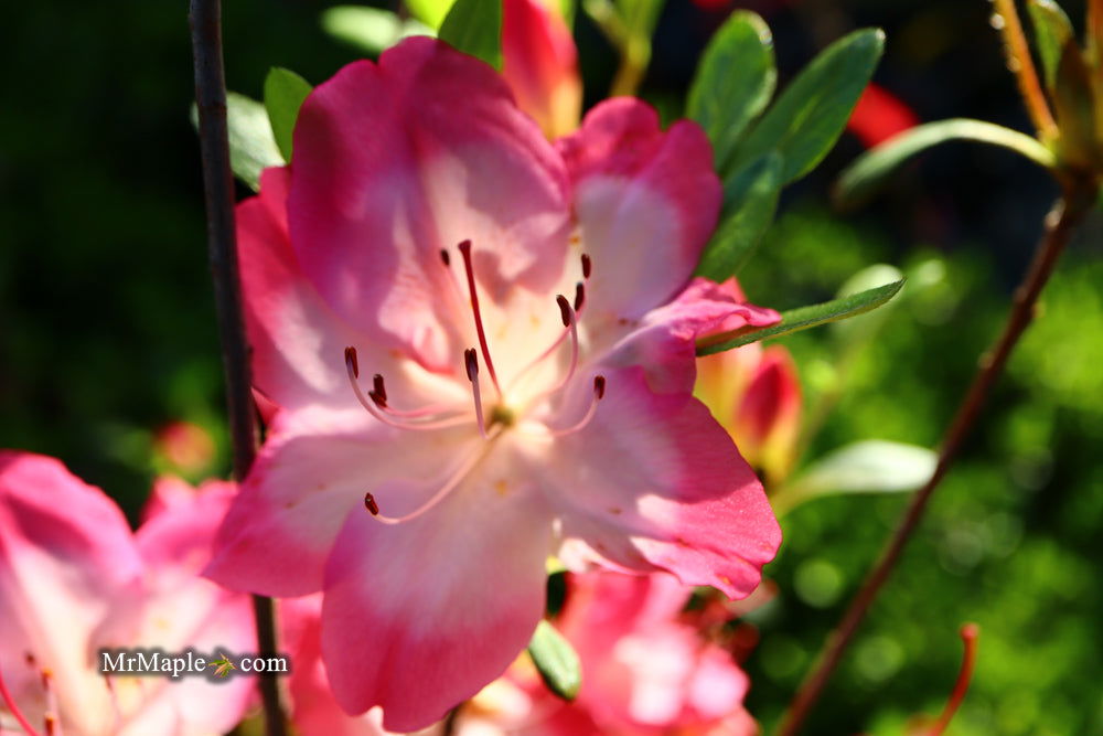 Buy Azalea 'Vibrant’ Pink Variegated Harris Azalea — Mr Maple │ Buy ...