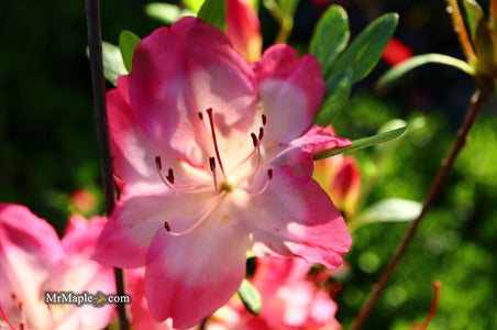 Buy Azalea 'Vibrant’ Pink Variegated Harris Azalea — Mr Maple │ Buy ...