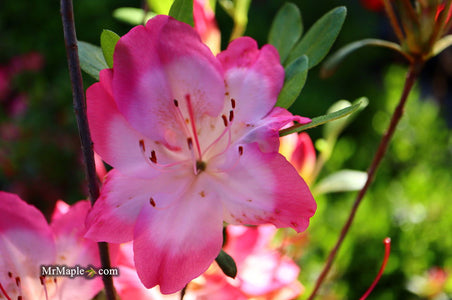Buy Azalea 'Vibrant’ Pink Variegated Harris Azalea — Mr Maple │ Buy ...
