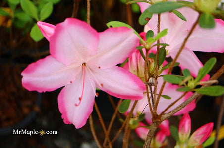 Buy Azalea 'Vibrant’ Pink Variegated Harris Azalea — Mr Maple │ Buy ...
