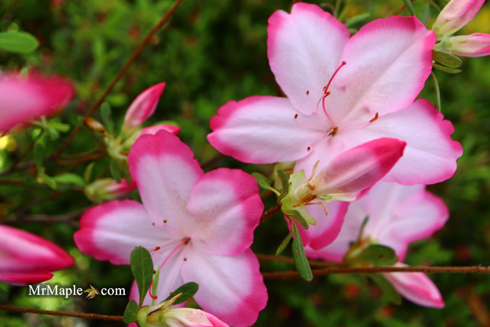 Buy Azalea 'Vibrant’ Pink Variegated Harris Azalea — Mr Maple │ Buy ...