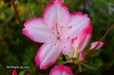 Buy Azalea 'Vibrant’ Pink Variegated Harris Azalea — Mr Maple │ Buy ...