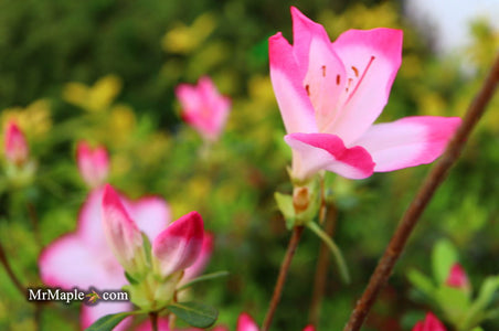 Buy Azalea 'Vibrant’ Pink Variegated Harris Azalea — Mr Maple │ Buy ...