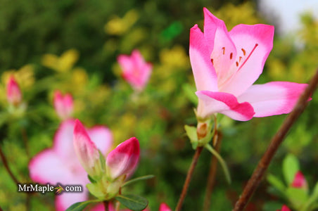 Buy Azalea 'Vibrant’ Pink Variegated Harris Azalea — Mr Maple │ Buy ...