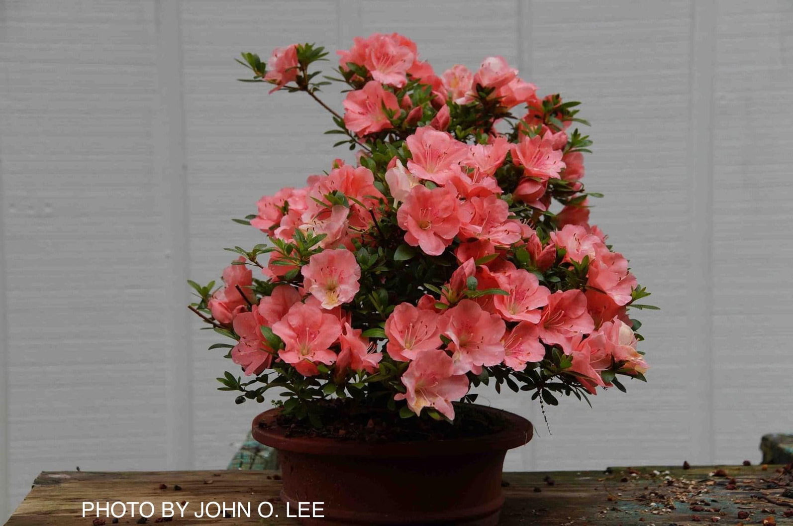 Buy Azalea 'Wakaebisu’ Coral Pink Flowering Satsuki Azalea — Mr Maple ...