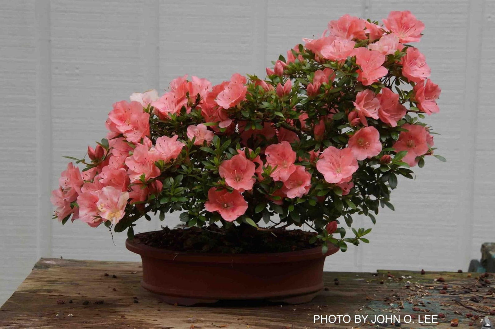 Buy Azalea 'Wakaebisu’ Coral Pink Flowering Satsuki Azalea — Mr Maple ...