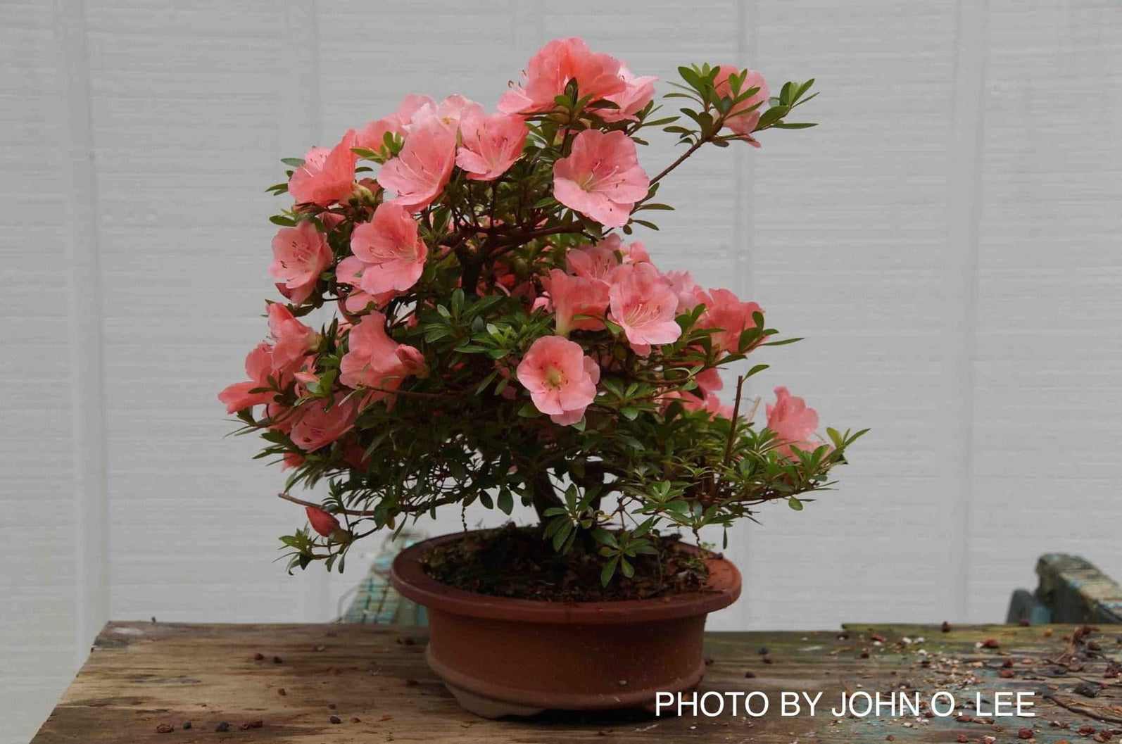 Buy Azalea 'Wakaebisu’ Coral Pink Flowering Satsuki Azalea — Mr Maple ...