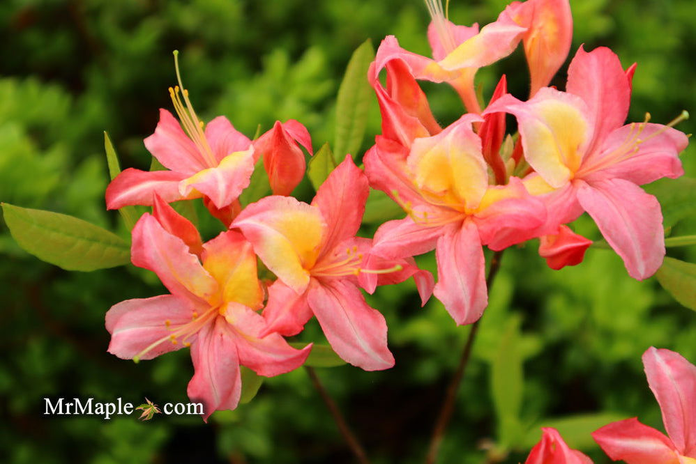 Pink Deciduous Azaleas — Mr Maple │ Buy Japanese Maple Trees