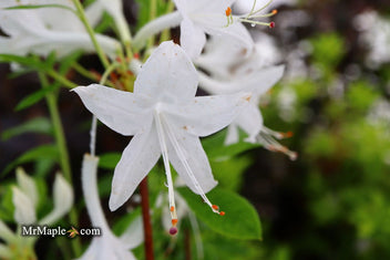 Buy Azalea 'Weston’s Innocence’ White Flowers Deciduous Azalea — Mr ...