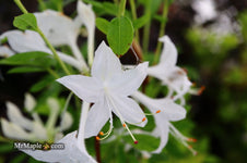 Buy Azalea 'Weston’s Innocence’ White Flowers Deciduous Azalea — Mr ...